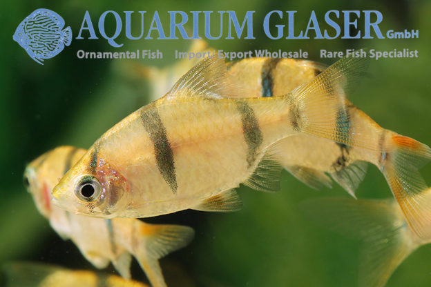 Puntigrus tetrazona - die Echte Sumatrabarbe - Aquarium Glaser GmbH