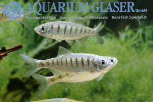Opsarius barna - Aquarium Glaser GmbH