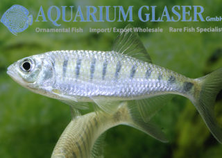Herzlich willkommen auf der Website von Aquarium Glaser - Aquarium ...