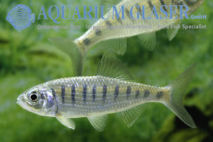 Opsarius barna - Aquarium Glaser GmbH