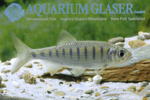 Opsarius barna - Aquarium Glaser GmbH