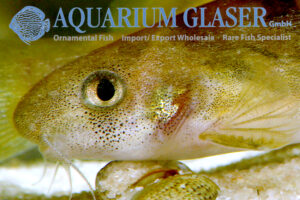 Batasio fasciolatus - Aquarium Glaser GmbH