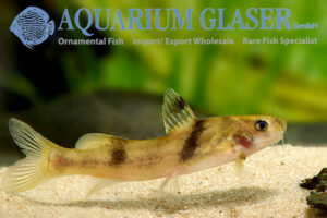 Batasio fasciolatus - Aquarium Glaser GmbH