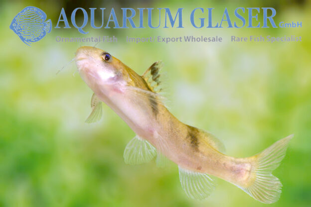 Batasio fasciolatus - Aquarium Glaser GmbH