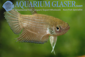 Betta apollon - Aquarium Glaser GmbH