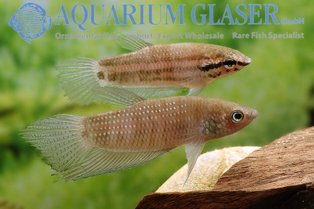 Betta apollon - Aquarium Glaser GmbH