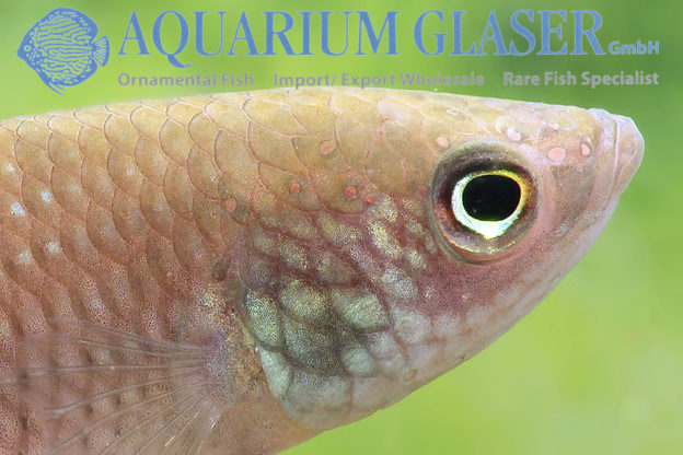 Betta apollon - Aquarium Glaser GmbH