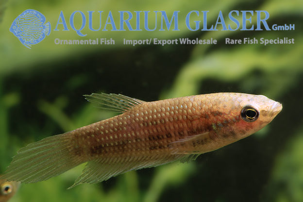 Betta apollon - Aquarium Glaser GmbH