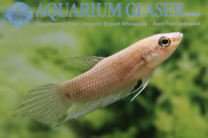 Betta apollon - Aquarium Glaser GmbH