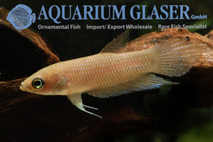 Betta apollon - Aquarium Glaser GmbH