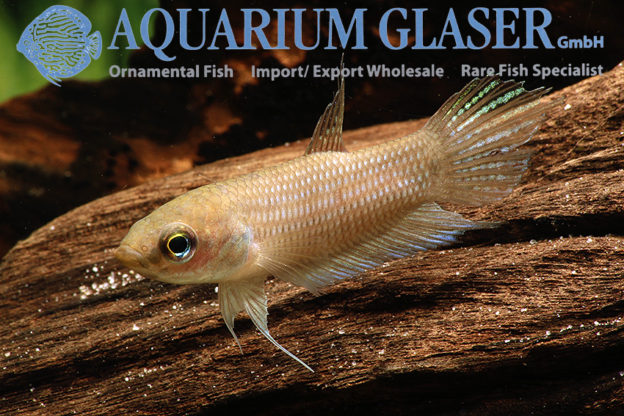 Betta apollon - Aquarium Glaser GmbH