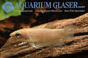Betta apollon - Aquarium Glaser GmbH