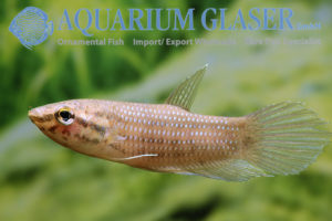 Betta apollon - Aquarium Glaser GmbH