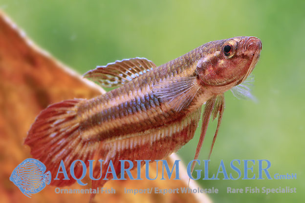 Betta coccina - Aquarium Glaser GmbH