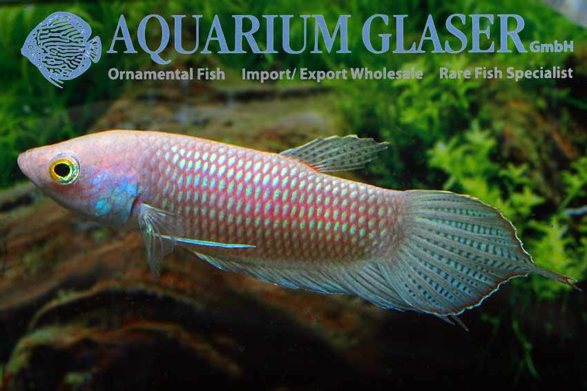 Betta ferox - Aquarium Glaser GmbH