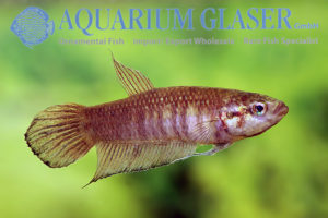 Betta foerschi Nachzucht - Aquarium Glaser GmbH