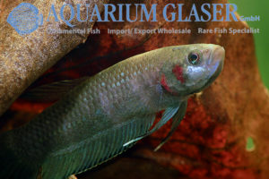 Betta foerschi Nachzucht - Aquarium Glaser GmbH