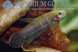 Betta foerschi Nachzucht - Aquarium Glaser GmbH