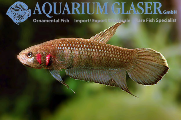 Betta foerschi Nachzucht - Aquarium Glaser GmbH