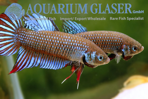 Betta imbellis - Aquarium Glaser GmbH
