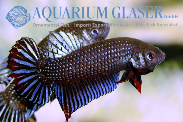 Betta imbellis - Aquarium Glaser GmbH