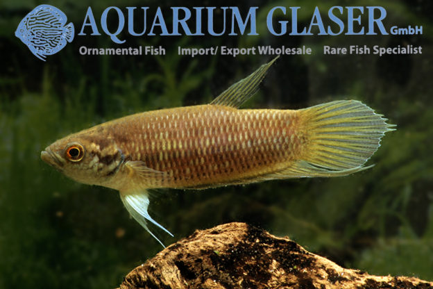 Betta pi - Aquarium Glaser GmbH