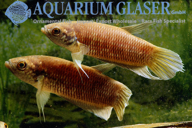 Betta pi - Aquarium Glaser GmbH