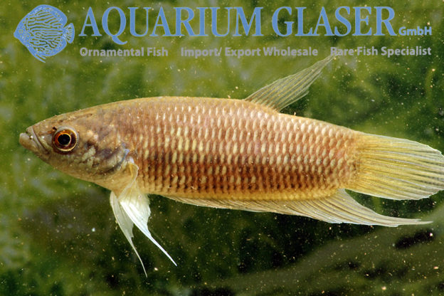 Betta pi - Aquarium Glaser GmbH