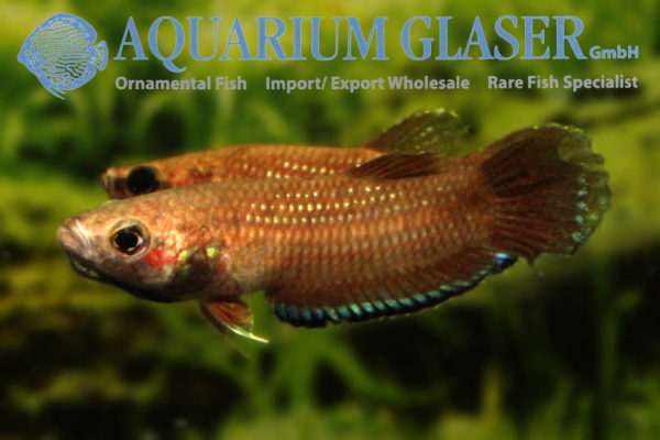 Betta simplex - Aquarium Glaser GmbH
