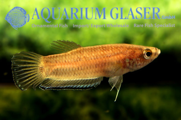 Betta simplex - Aquarium Glaser GmbH