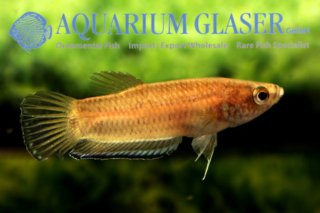 Betta simplex - Aquarium Glaser GmbH