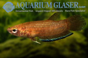 Betta simplex - Aquarium Glaser GmbH