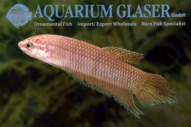 Betta simorum - Aquarium Glaser GmbH