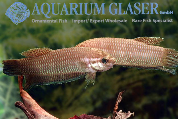 Betta simorum - Aquarium Glaser GmbH