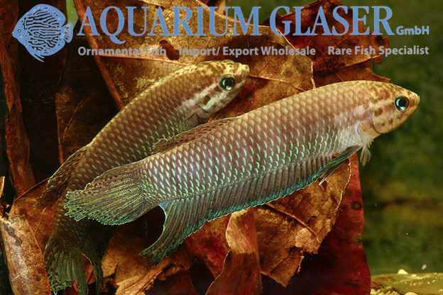 Betta simorum - Aquarium Glaser GmbH