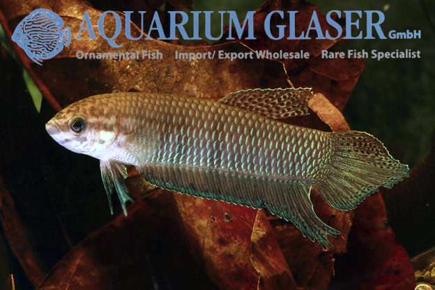 Betta simorum - Aquarium Glaser GmbH