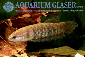 Betta simorum - Aquarium Glaser GmbH