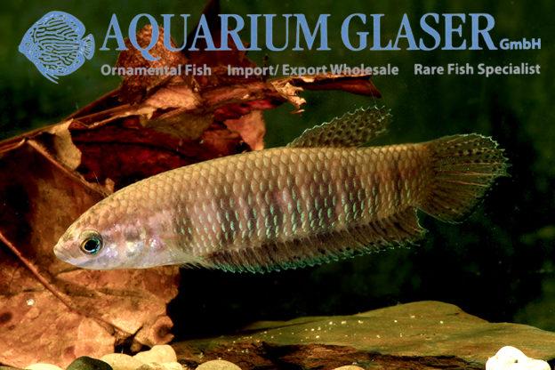 Betta simorum - Aquarium Glaser GmbH