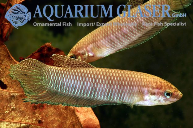 Betta simorum - Aquarium Glaser GmbH
