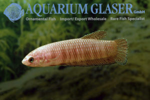 Betta simorum - Aquarium Glaser GmbH