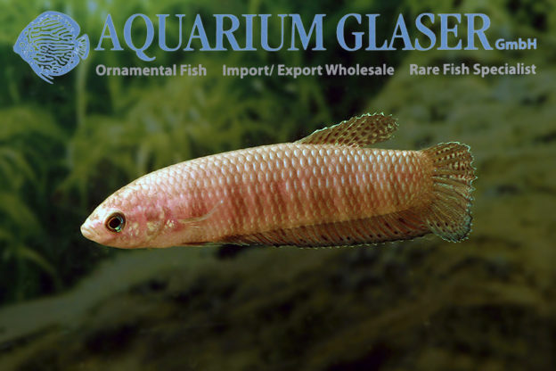 Betta simorum - Aquarium Glaser GmbH