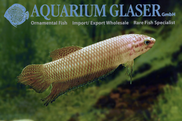 Betta simorum - Aquarium Glaser GmbH