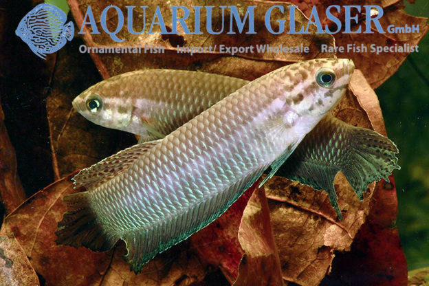 Betta simorum - Aquarium Glaser GmbH