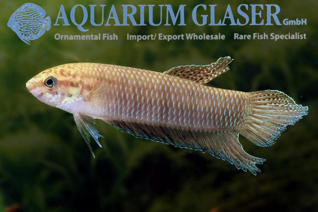 Betta simorum - Aquarium Glaser GmbH