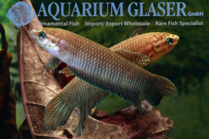 Betta simorum - Aquarium Glaser GmbH