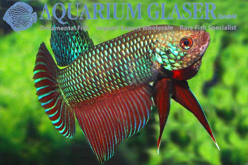 Betta smargdina wild - Aquarium Glaser GmbH