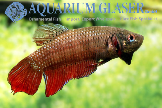 Betta splendens Wild - Aquarium Glaser GmbH