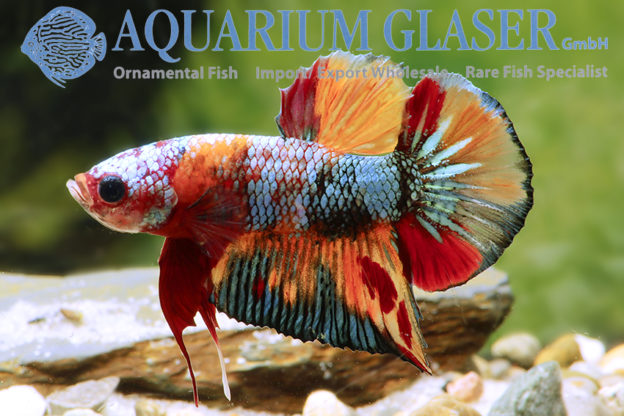 Betta splendens Pla Kat Halfmoon Galaxy Candy - Aquarium Glaser GmbH