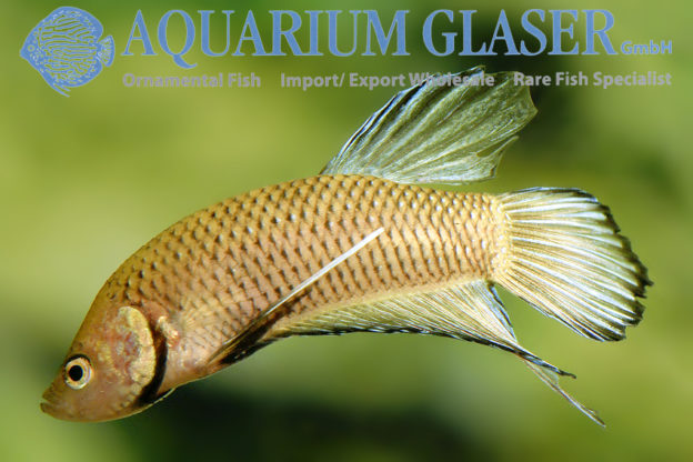 Betta splendens Pla kat Yellow cheek Spadetail - Aquarium Glaser GmbH