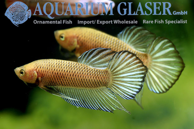 Betta splendens Pla kat Yellow cheek Spadetail - Aquarium Glaser GmbH
